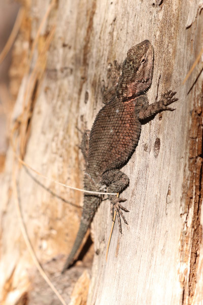 Yarrow's Spiny Lizard from Morse Canyon, Arizona 85625, USA on June 20 ...
