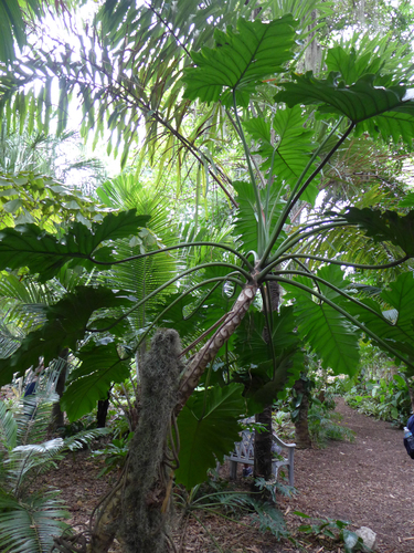 Philodendron speciosum · iNaturalist