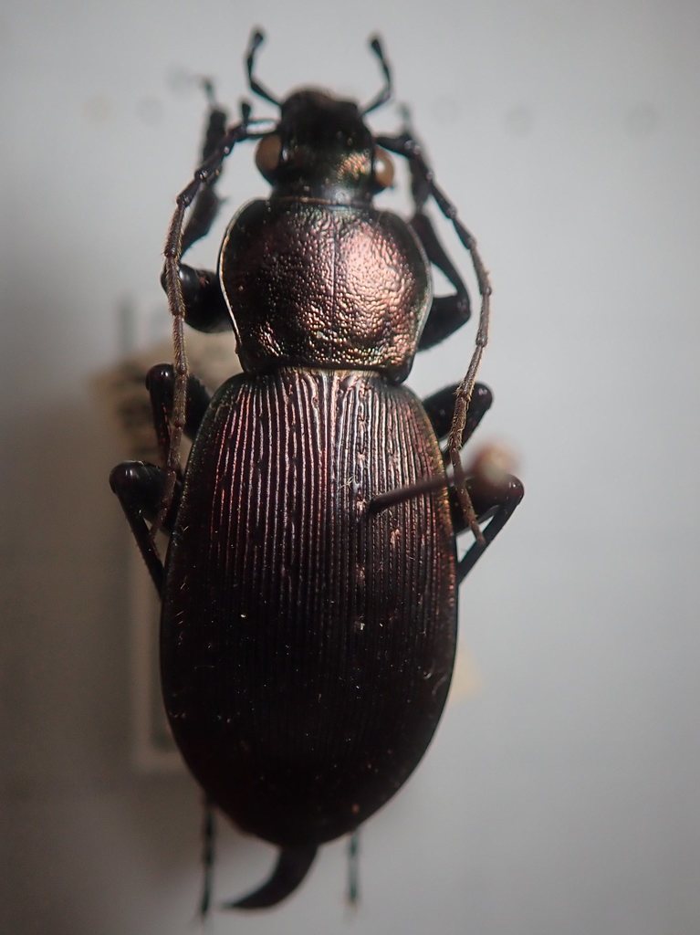 Carabus esakii esakii in April 1972 by Dr. Guido Bohne. leg. Okumura ...