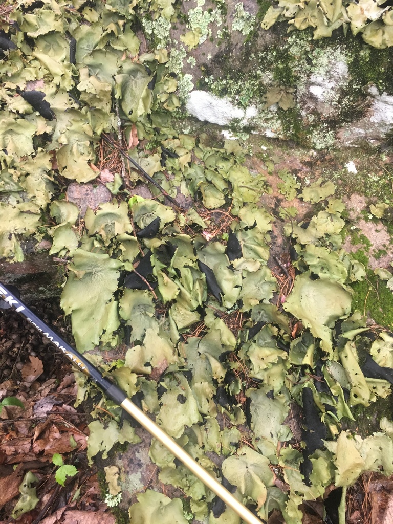 Smooth Rock Tripe from George Washington & Jefferson National Forests ...