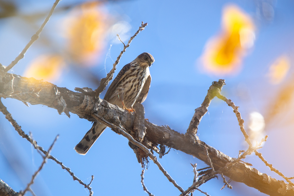 Sharp-shinned Hawk from Division No. 2, Alberta, Canada on September 30 ...