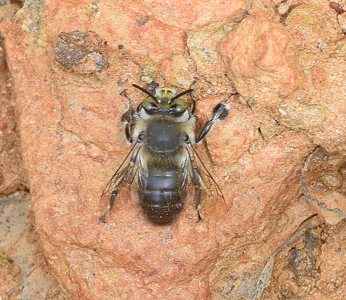 Anthophora dalmatica Pérez, 1902