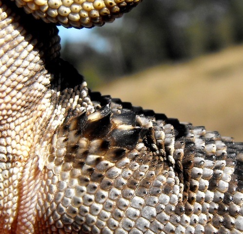 Freckled Monitor from Columboola QLD 4415, Australia on June 29, 2011 ...