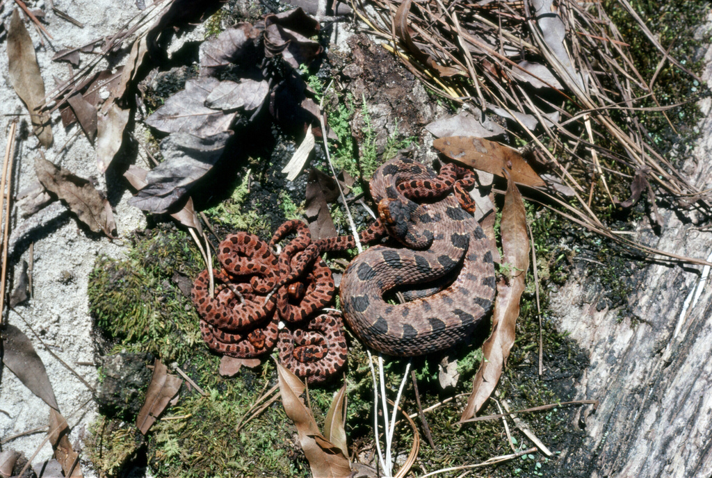 Carolina Pygmy Rattlesnake in August 1998 by bobbyfingers. In situ ...