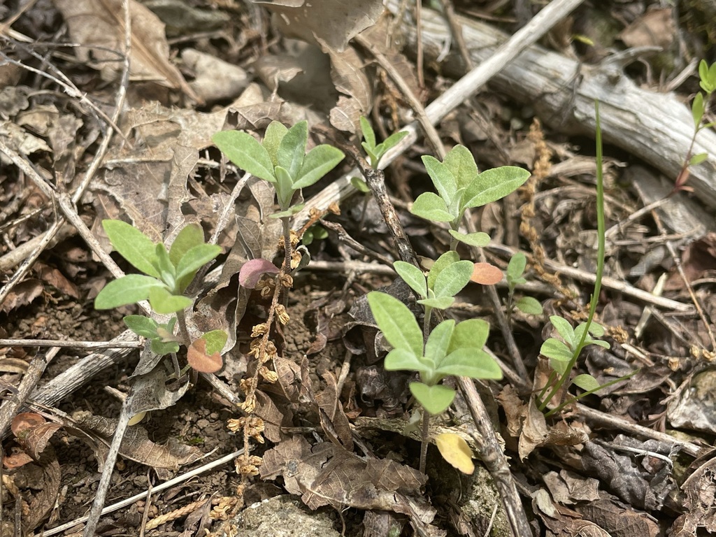 Short's bladderpod in May 2021 by Tara Rose Littlefield · iNaturalist