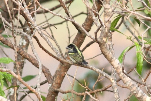 Western Tinkerbird (Angola) (Subspecies Pogoniulus coryphaea angolensis ...