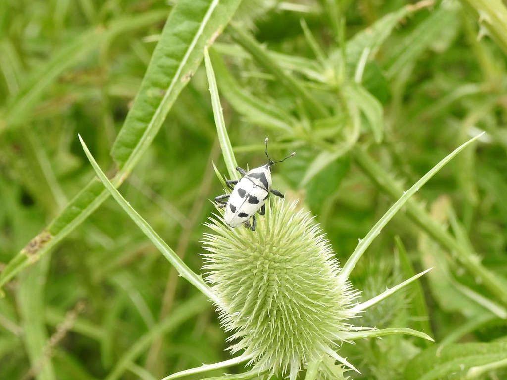 Cholus annulatus from Santa Fe, Argentina on December 13, 2021 at 11:46 ...