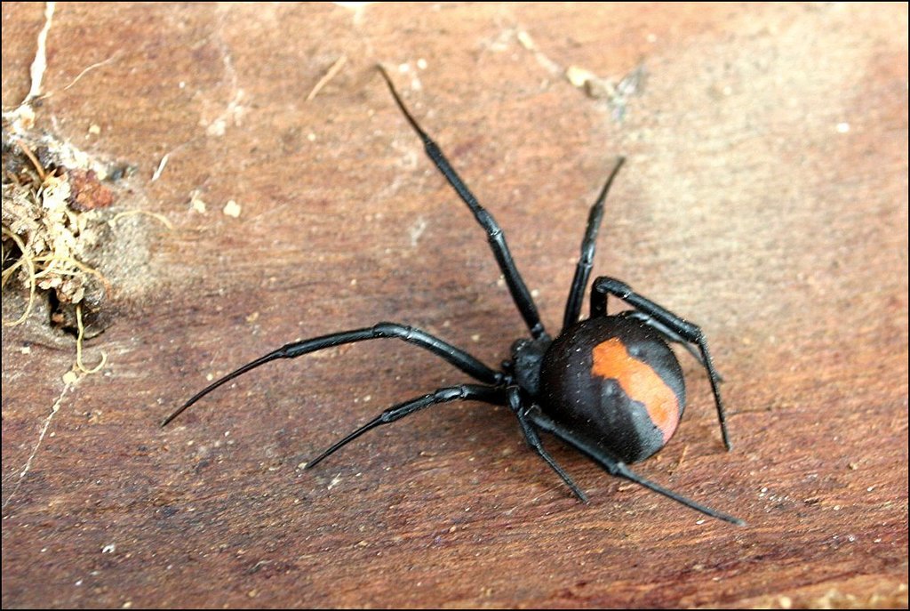Redback Spider from 26 Haverbrack Crescent, Churchill VIC 3842 ...