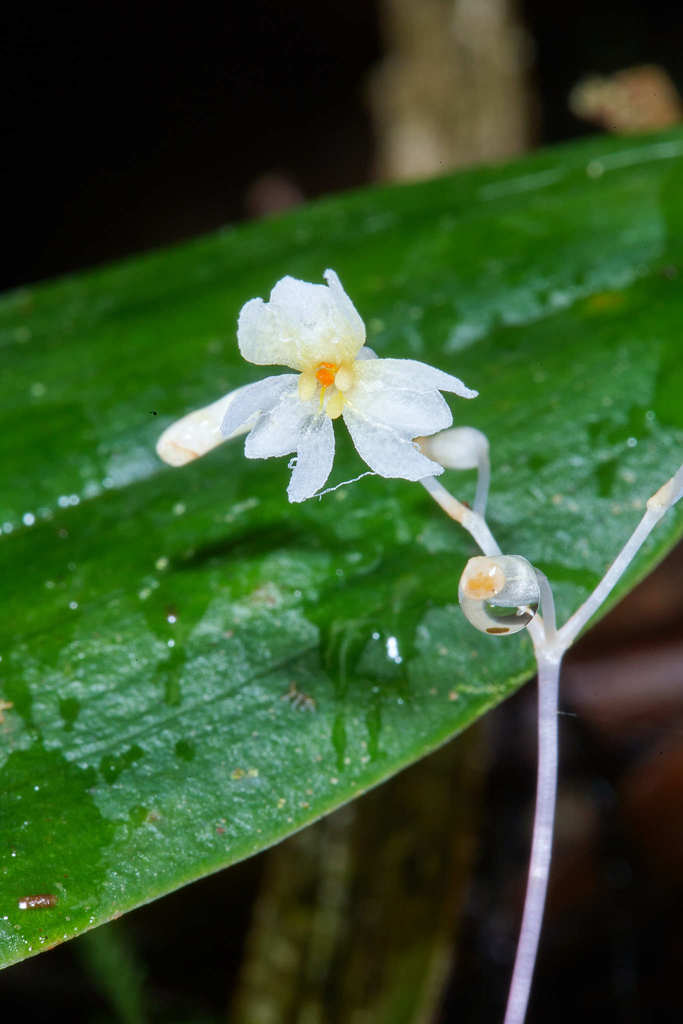(Gymnosiphon suaveolens) - Botanical Realm