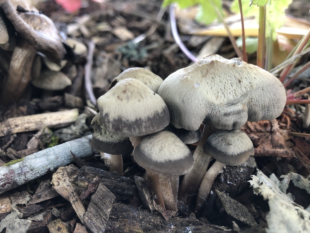 Banded Mottlegill from North Portland, Portland, OR, USA on June 17 ...