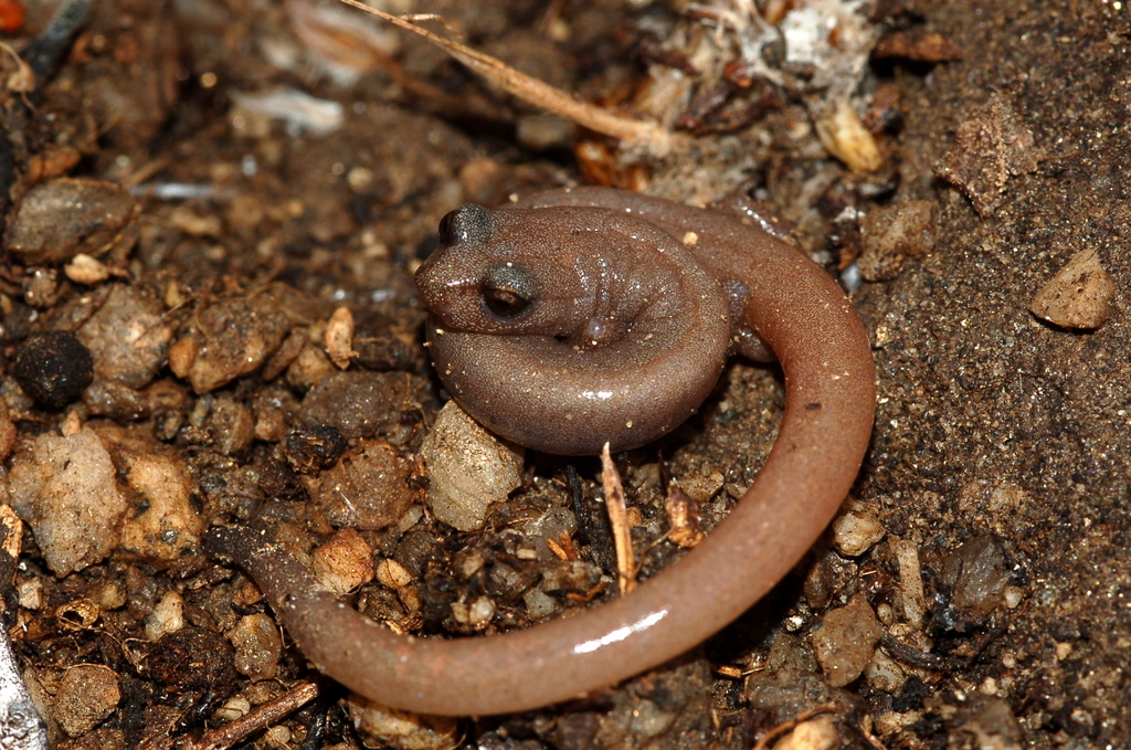 Southern California Slender Salamander in February 2008 by ...