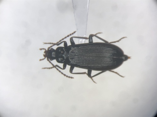 Pytho seidlitzi · iNaturalist