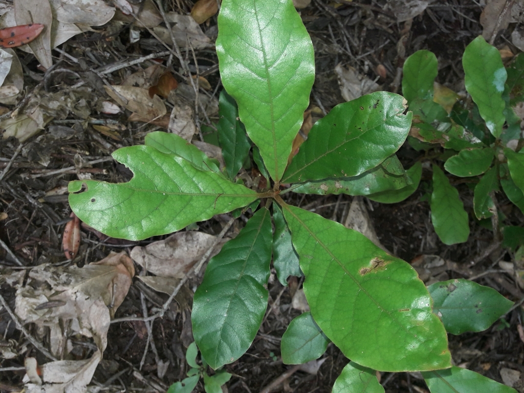 Taraire from Ōakura, New Zealand on December 27, 2021 at 10:09 AM by ...