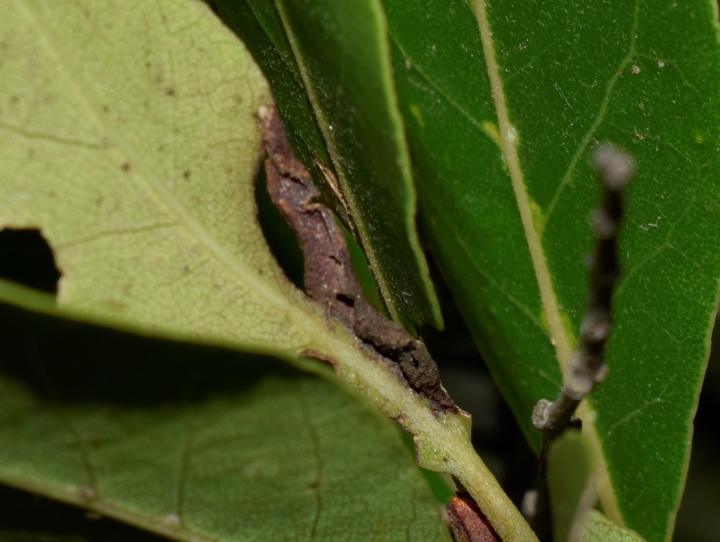 Bay Sucker from Περιφέρεια Βορείου Αιγαίου, Ελλάδα on December 26, 2021 ...
