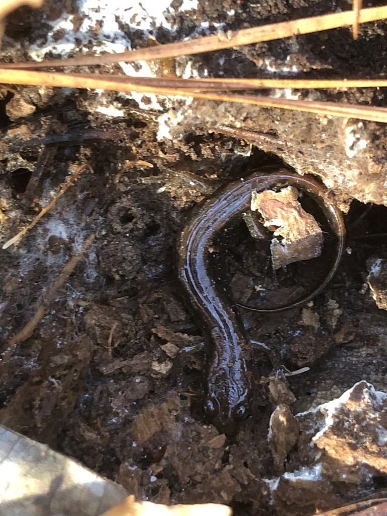 Northern Dusky Salamander from Mill Run, Raleigh, NC, US on December 26 ...