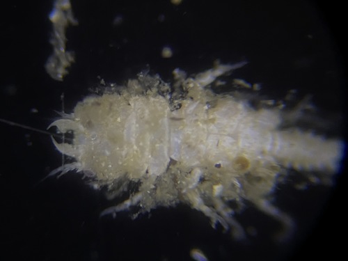 Fish Gnats (Gnathiidae)