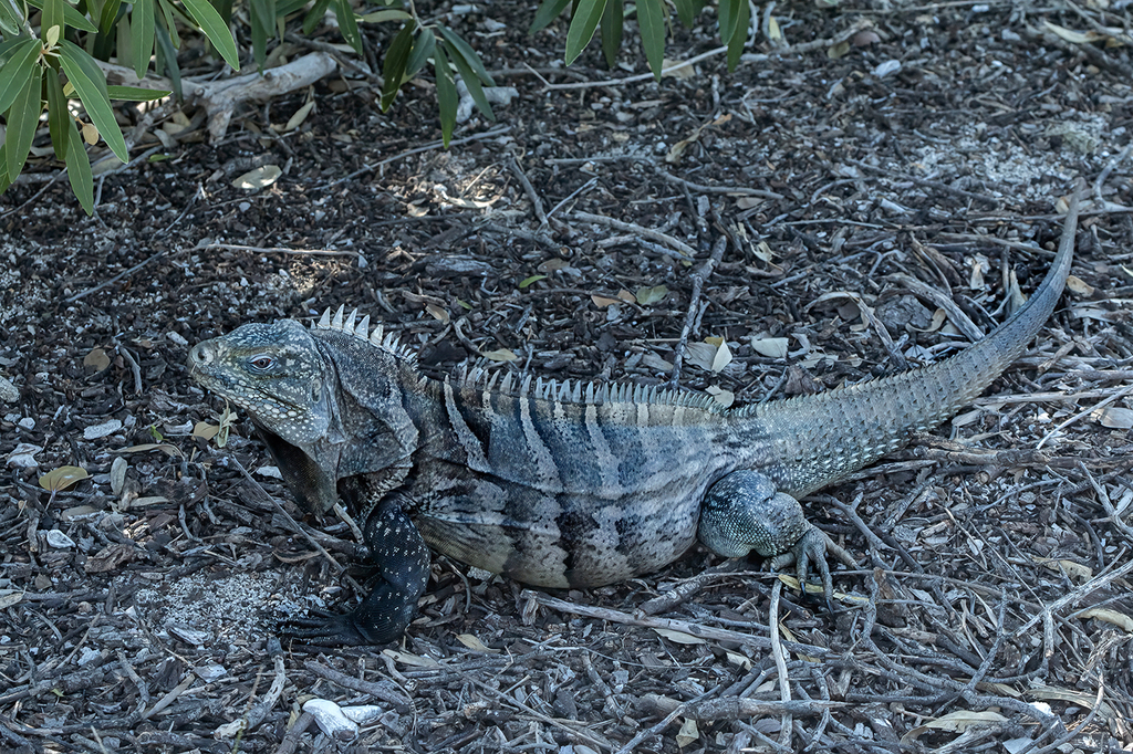 Hispaniolan Ground Iguana in December 2017 by Pedro Genaro Rodriguez ...