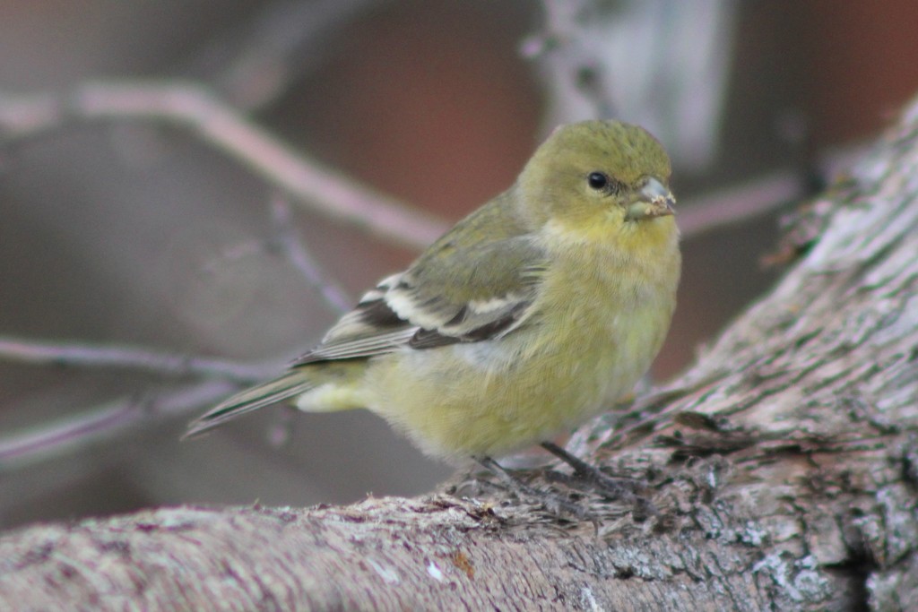 Green-backed Lesser Goldfinch from Union, OR 97883, USA on December 22 ...