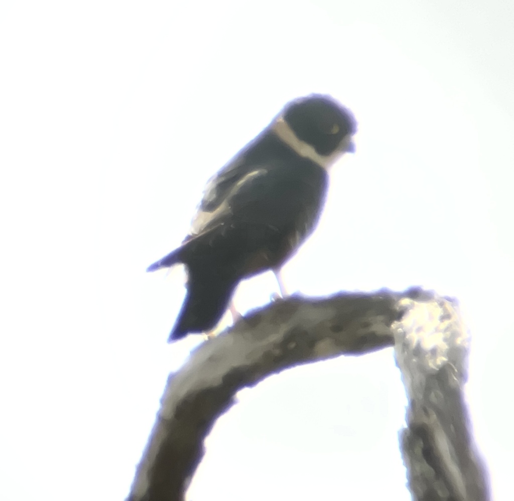 Halcón murcielaguero desde 3325 Green Jay, Alamo, TX 78516, USA el 24 ...