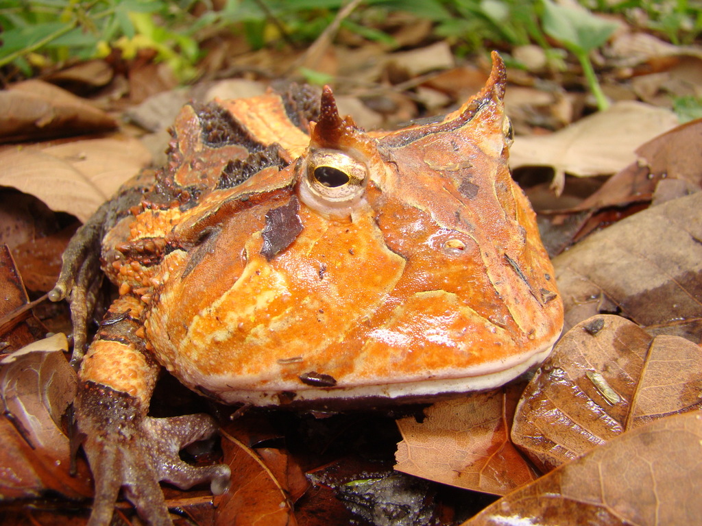 Amazonian Horned Frog from Porto de Moz - PA, 68330-000, Brasil on ...