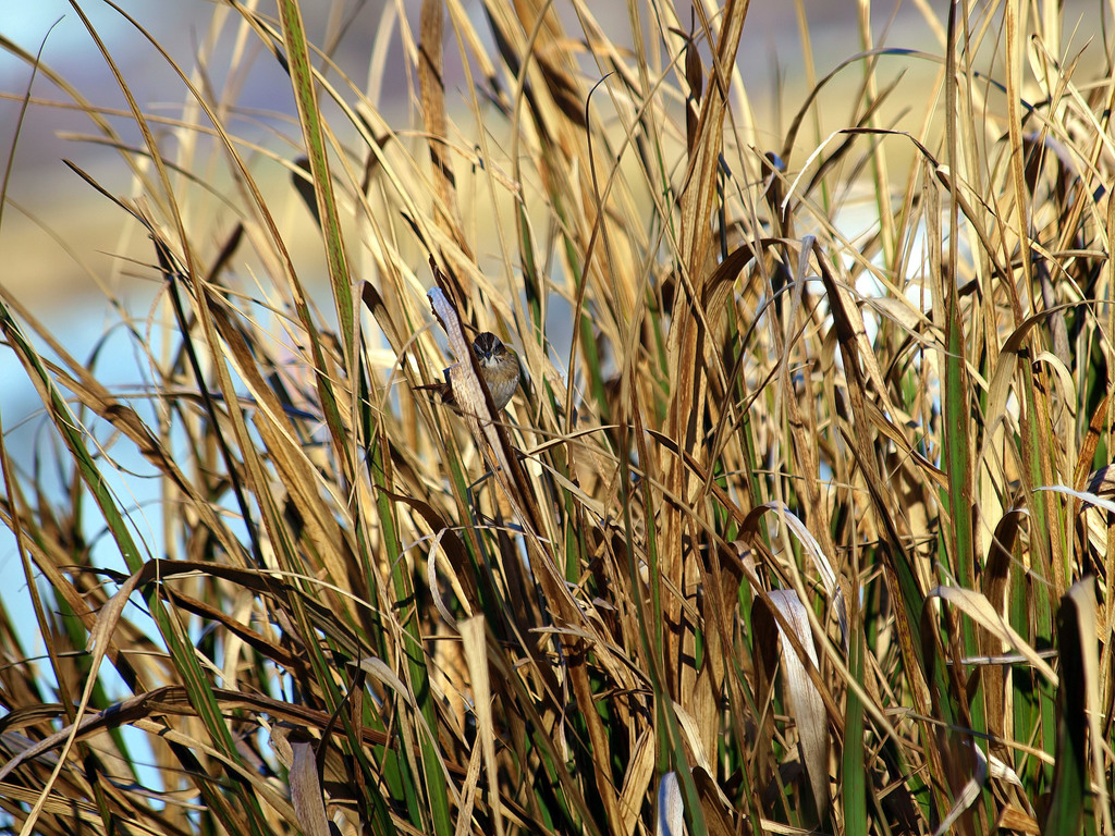Swamp Sparrow from Dallas, TX, USA sunset bay near pier on December 31 ...