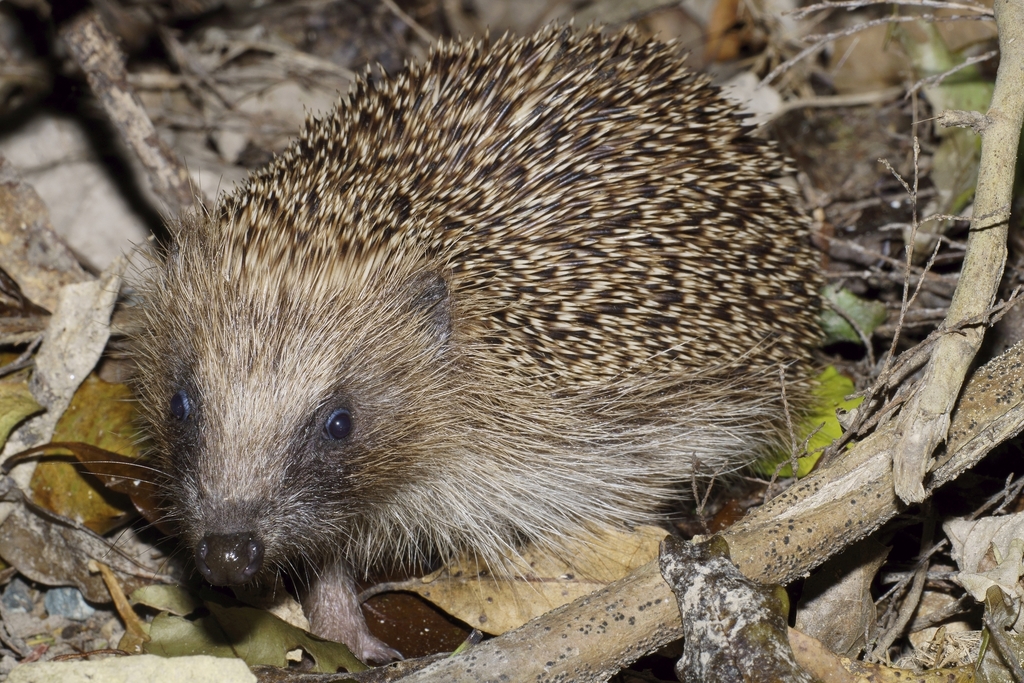 Common Hedgehog from Wainuiomata, Lower Hutt, Neuseeland on December 25 ...