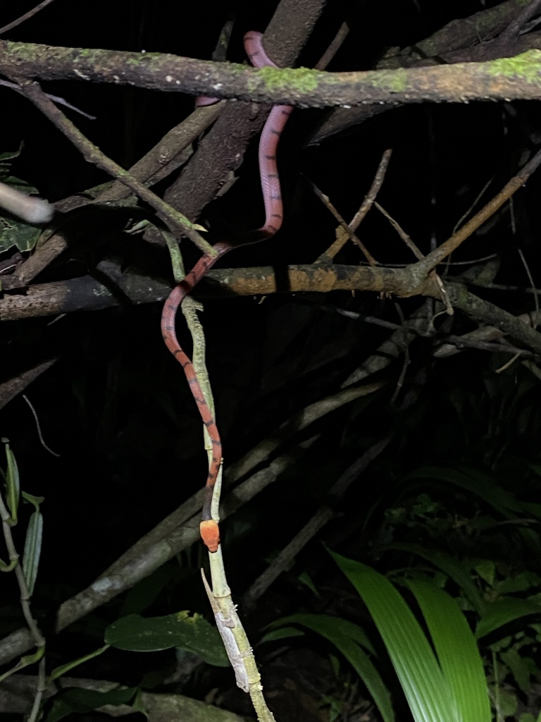 Tropical Flat Snake from Brasso seco on December 25, 2021 at 10:53 PM ...