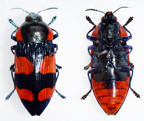 Castiarina cyanipes · iNaturalist Mexico