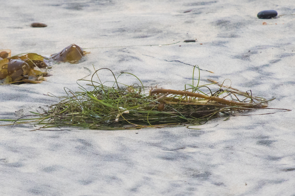 Torrey's Surfgrass (Phyllospadix torreyi) - Botanical Realm