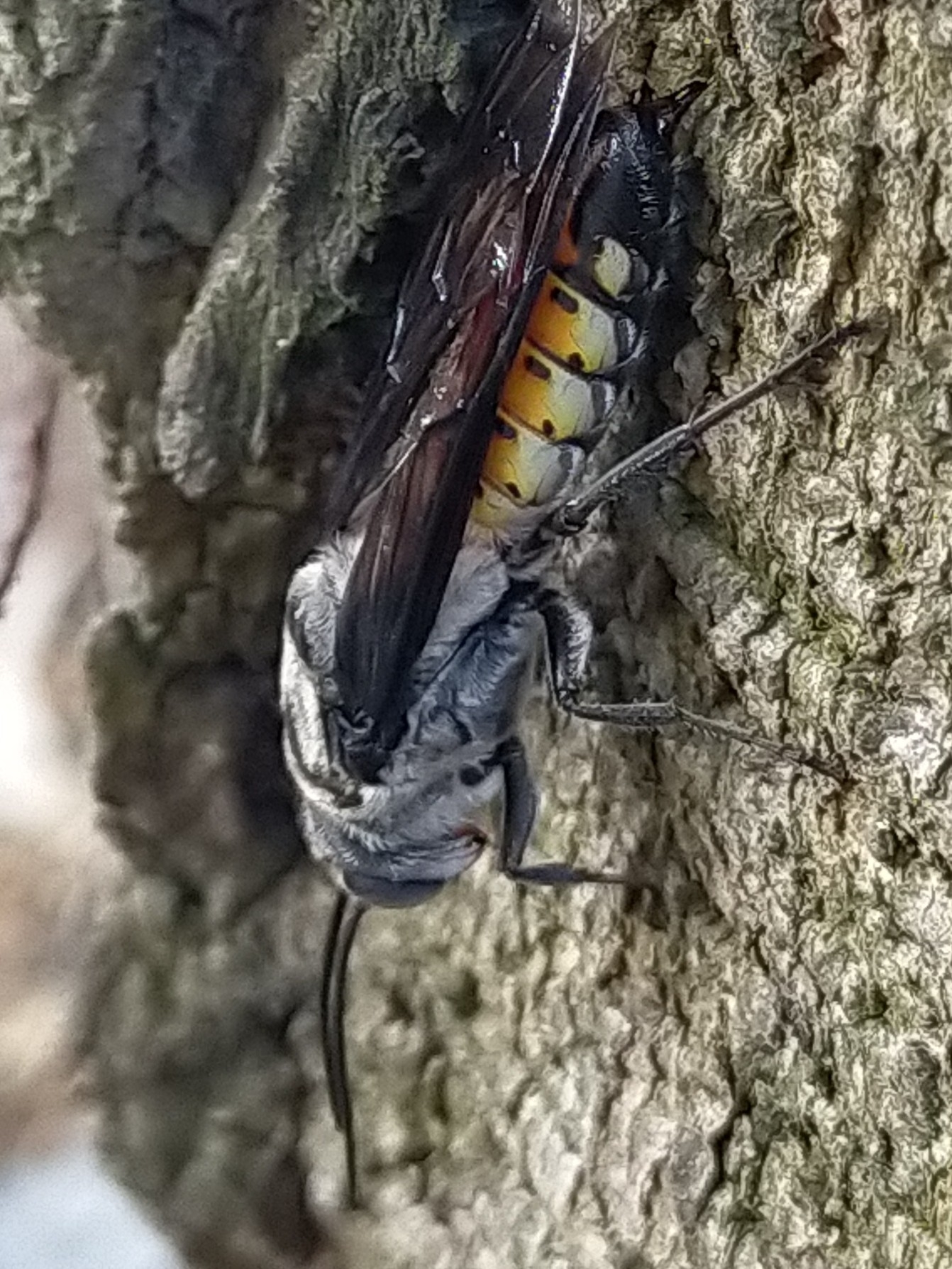 This is probably a dumb question but what is this insect?? It’s like a ...