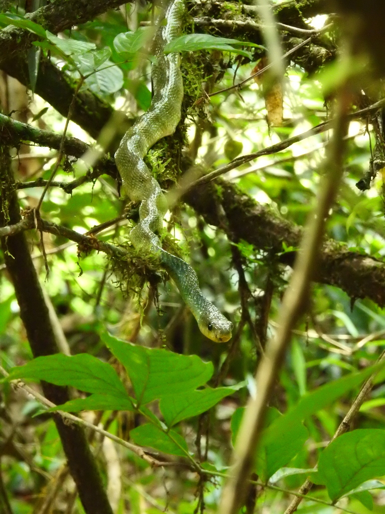 Amazon Puffing Snake from Cruzeiro do Sul - AC, Brasil on December 26 ...