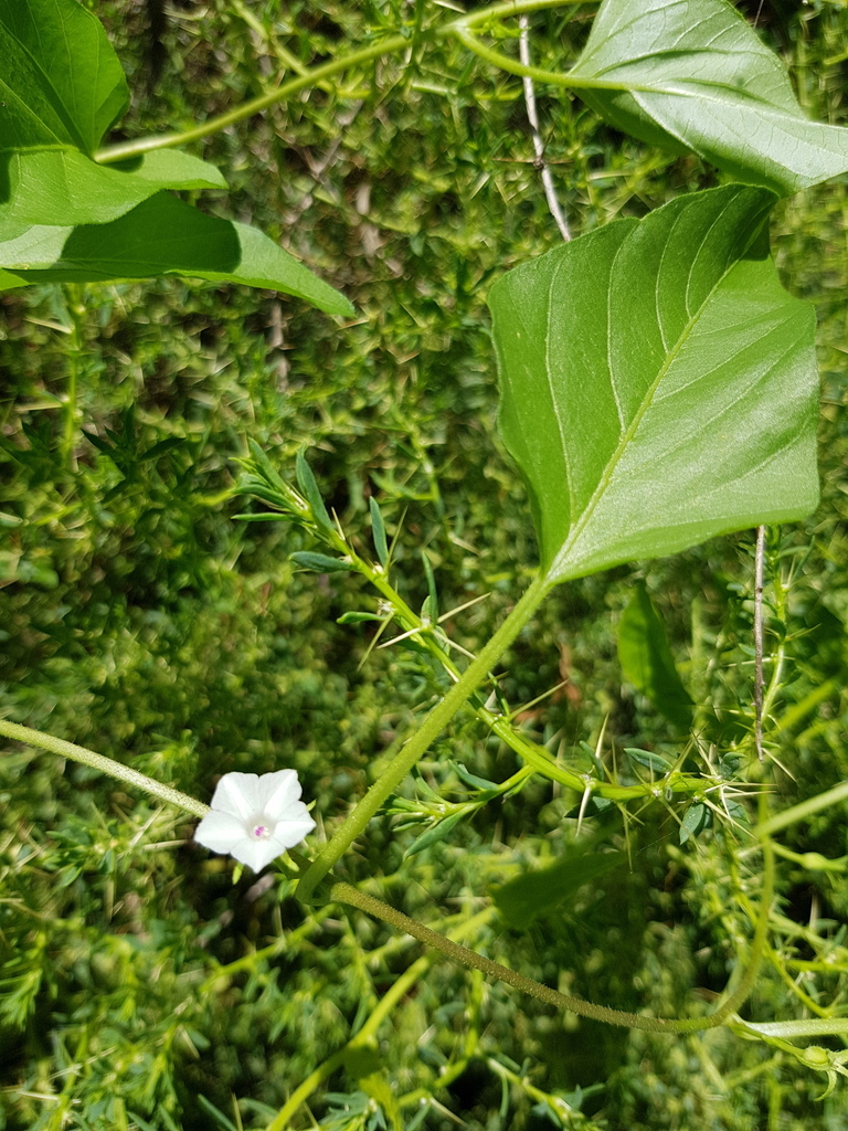 Common Cow-vine from Oakey QLD 4401, Australia on February 28, 2018 at ...