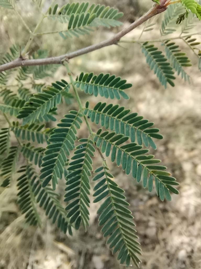 Sweet acacia from Julimes, Chih., México on December 26, 2021 at 12:51 ...