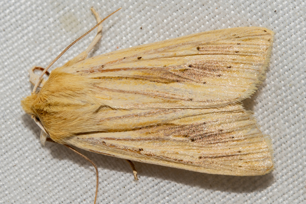 Common Dotted Wainscot from Idaburn, New Zealand on December 23, 2021 ...