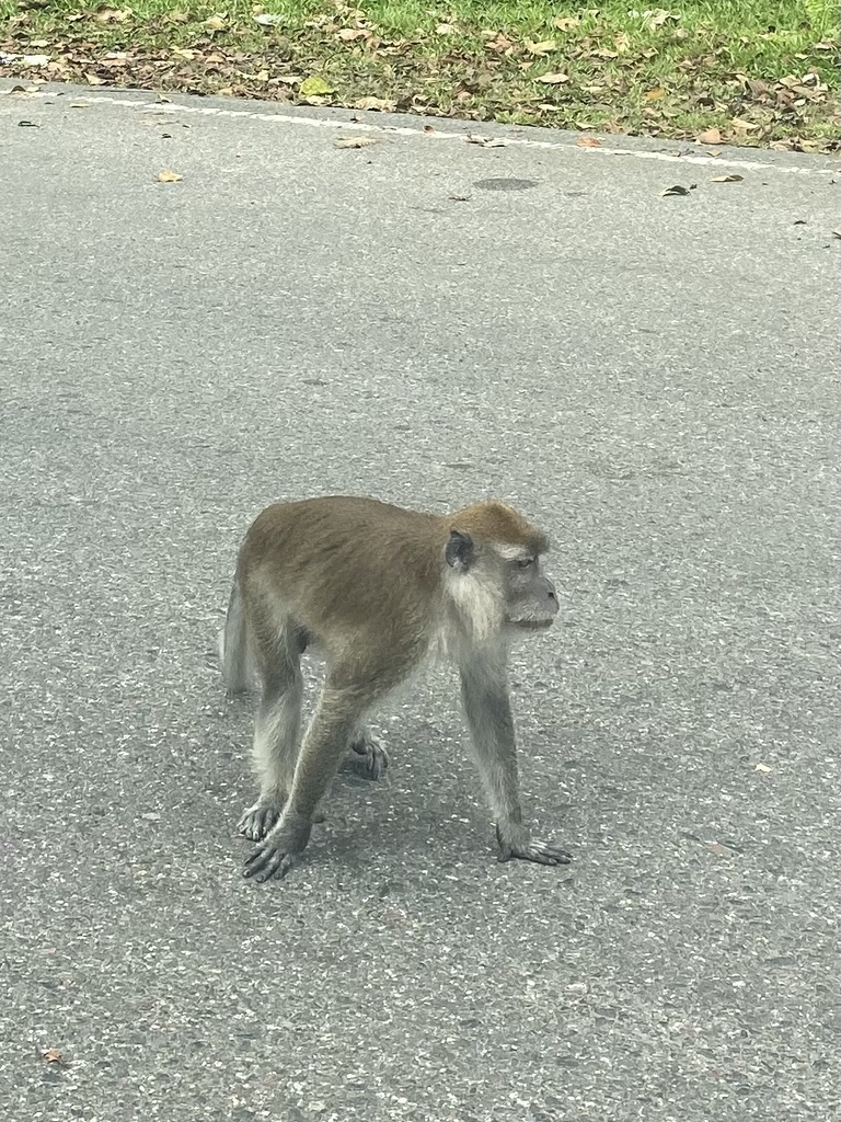 Long-tailed Macaque from Hulu Paka, Hulu Paka, Terengganu, MY on ...