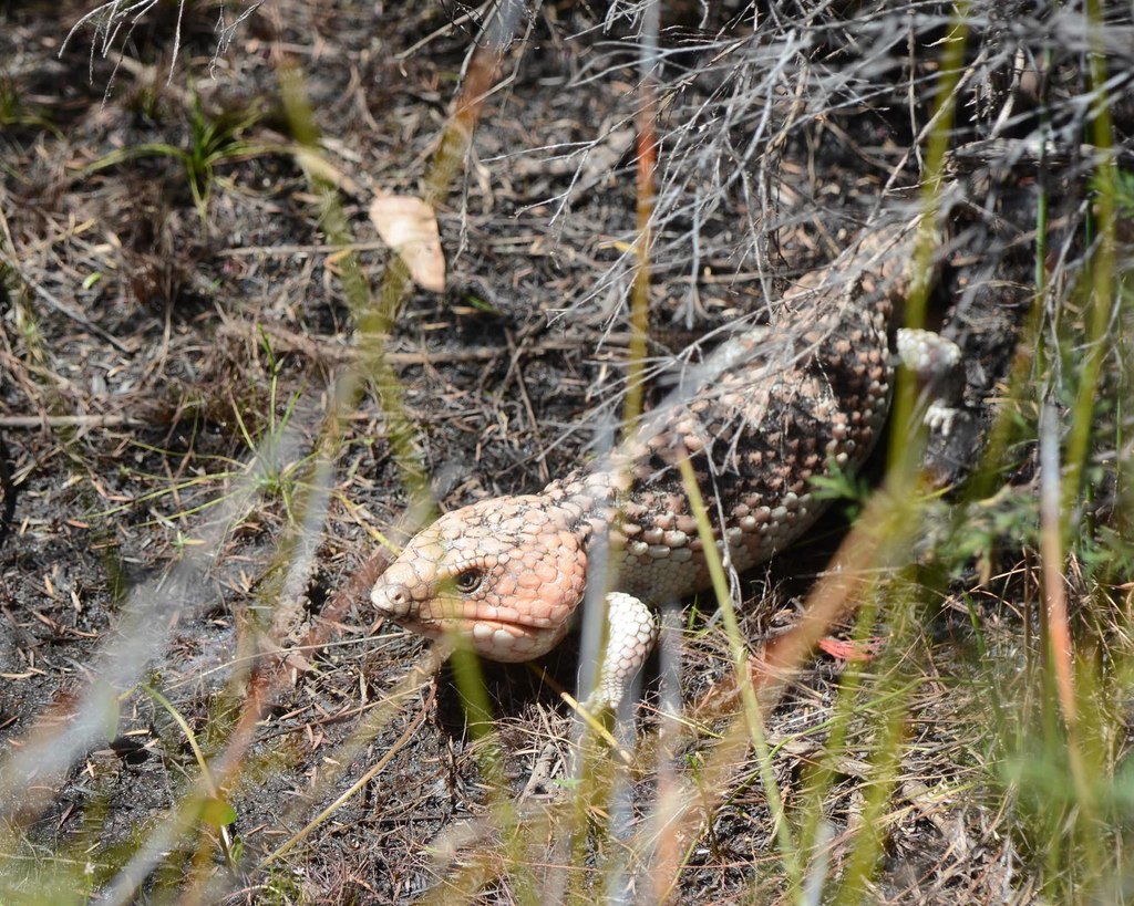 Shingleback Lizard from The Lakes WA 6556, Australia on December 16 ...