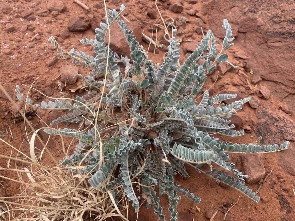 Woolly Locoweed from Canyonlands National Park, Moab, UT, US on ...