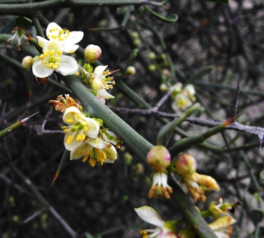 Australian desert lime from Condamine QLD 4416, Australia on September ...