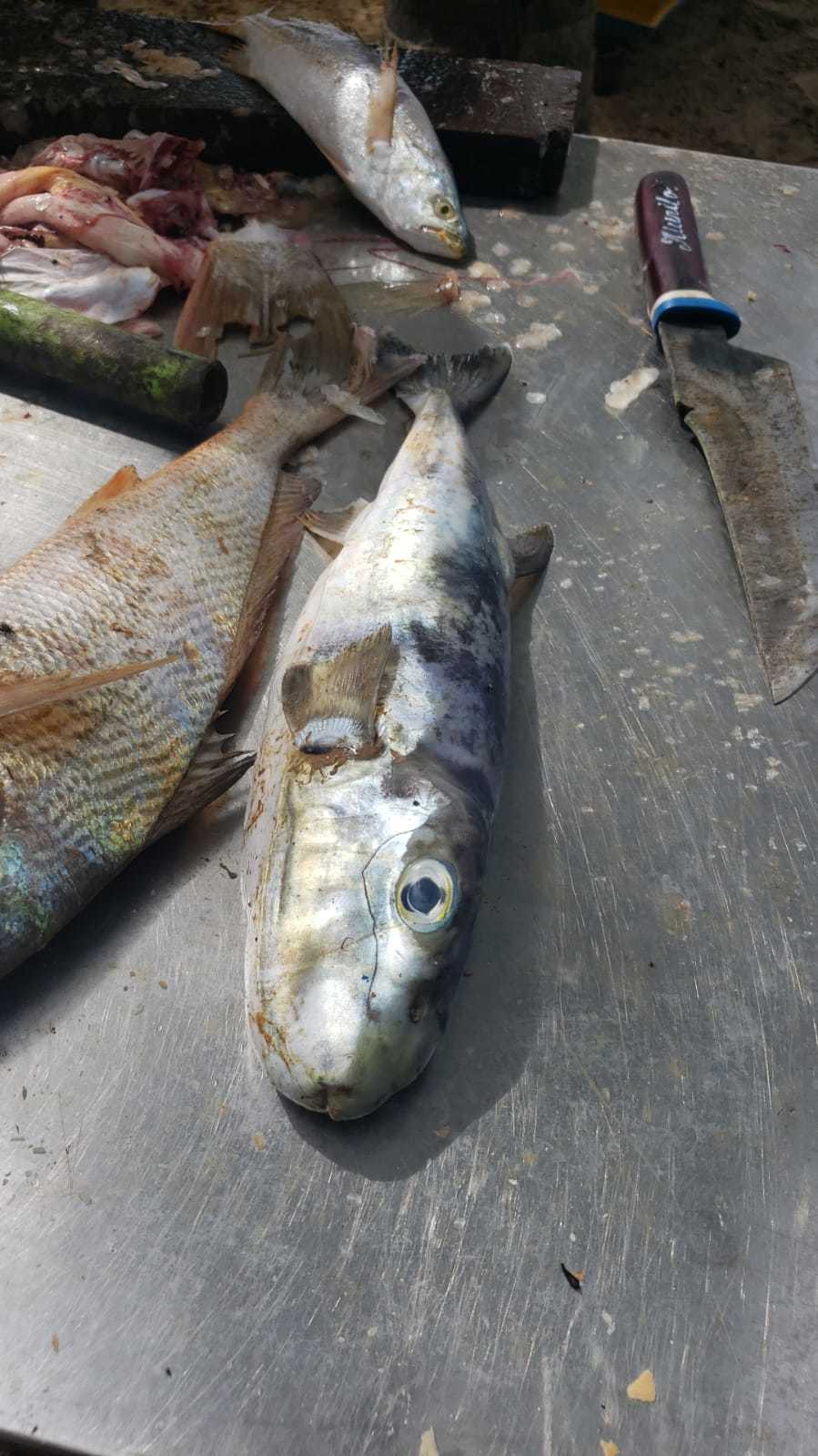 Lagocephalus laevigatus (Linnaeus, 1766)