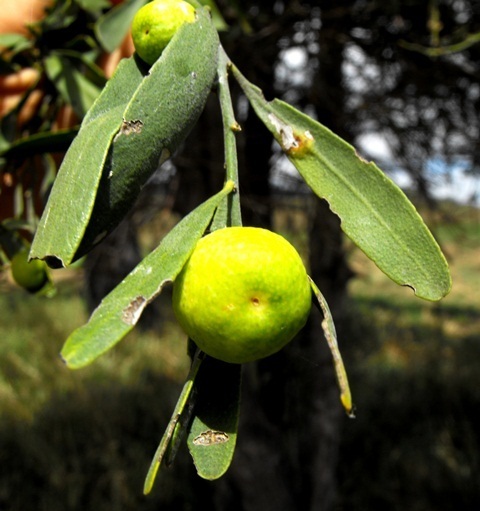 Australian desert lime from Valentine Plains QLD 4715, Australia on ...
