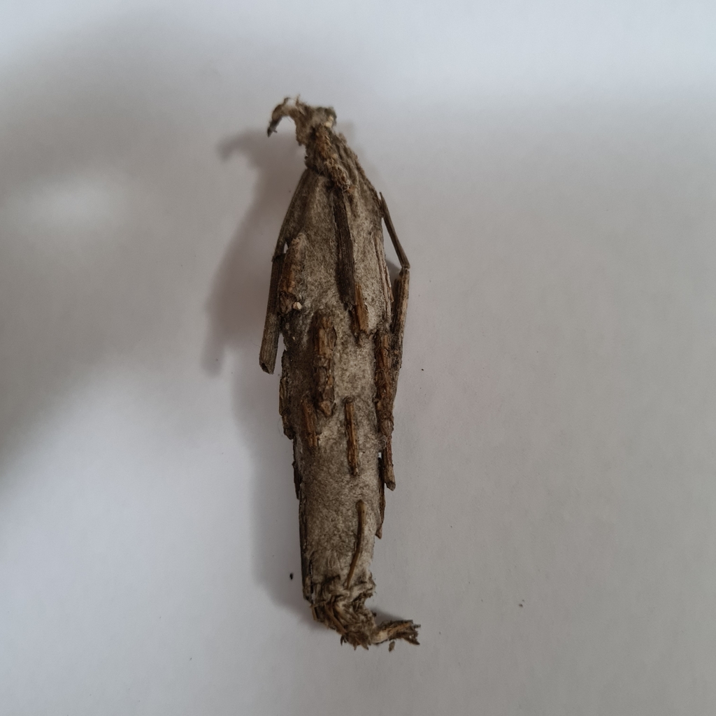 Saunder's Case Moth from Green Point NSW 2428, Australia on December 27 ...