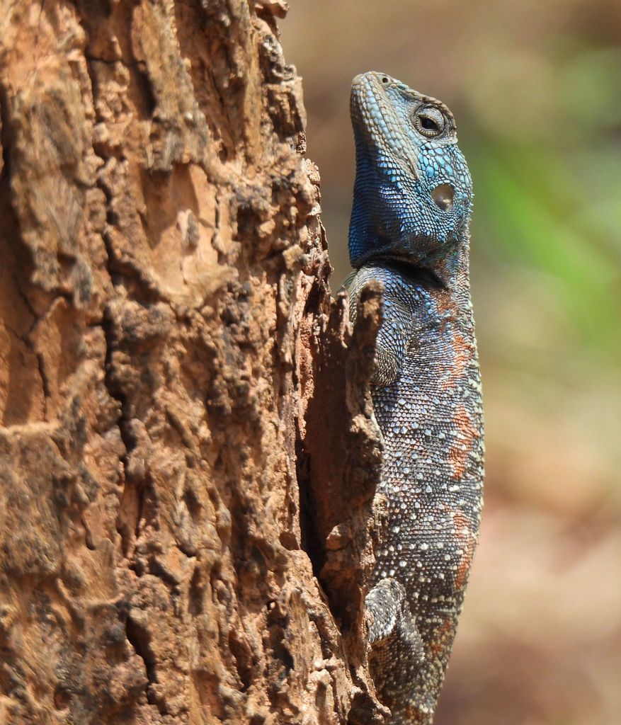 Bill's tree agama from J. Lazy J. Sanctuary, Lusaka Central, Lusaka ...