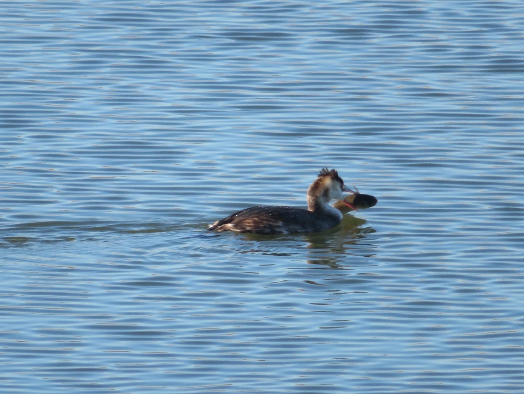 Great Crested Grebe from Hikono, Misato, Saitama 341-0052, Japan on ...