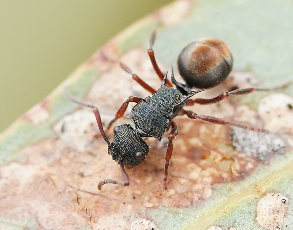 Polyrhachis hookeri from Merbein VIC 3505, Australia on December 19 ...