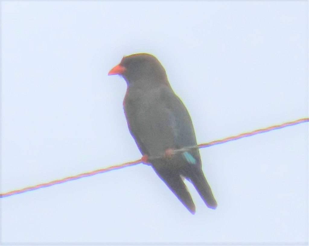 Dollarbird from Kandanga QLD 4570, Australia on December 27, 2021 at 02 ...