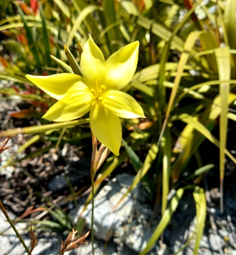 Round Sword Rushiris (Subspecies Bobartia gladiata teres) · iNaturalist