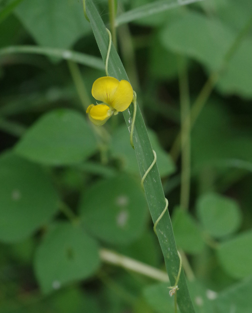 (Dunbaria punctata) - Botanical Realm