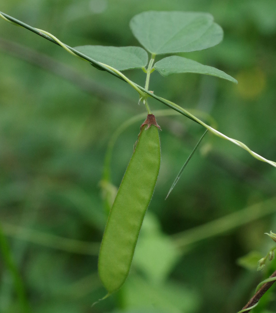 (Dunbaria punctata) - Botanical Realm