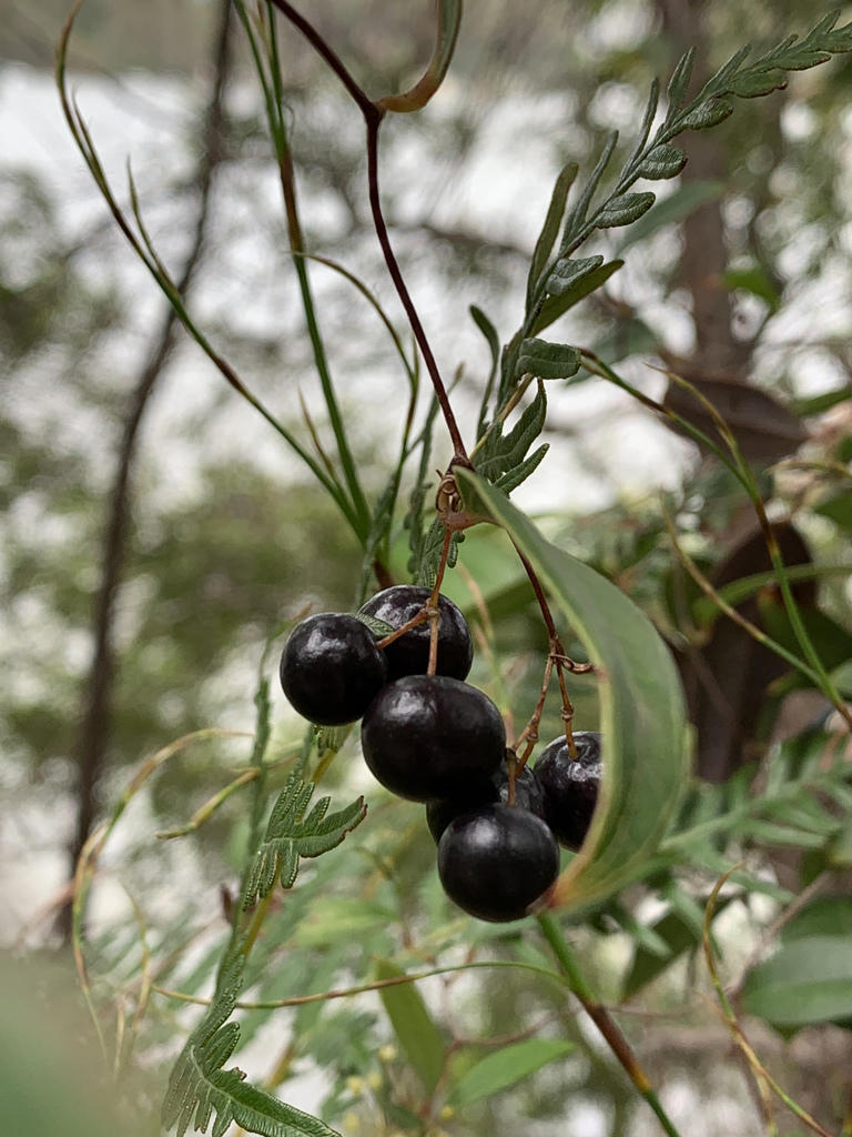 Sweet Sarsaparilla from Oatley, NSW, AU on December 27, 2021 at 01:38 ...