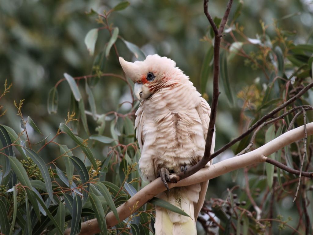 Western Corella (Cacatua pastinator) - Avian Discovery